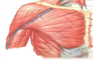Shoulder Impingement – Fascia First Chiropractic